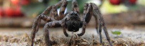 Wolf Spider